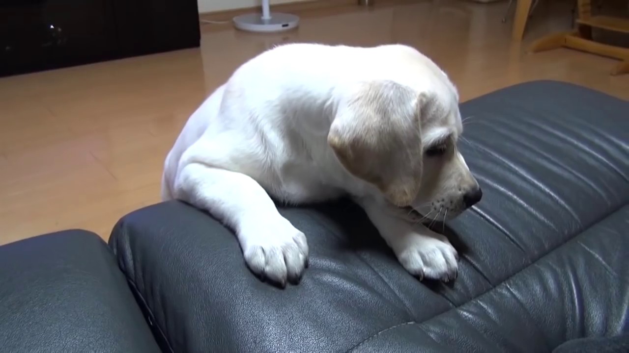 LABRADORS ARE AWESOME ★ Funny Labradors COMPILATION Sleeping for 2 ...