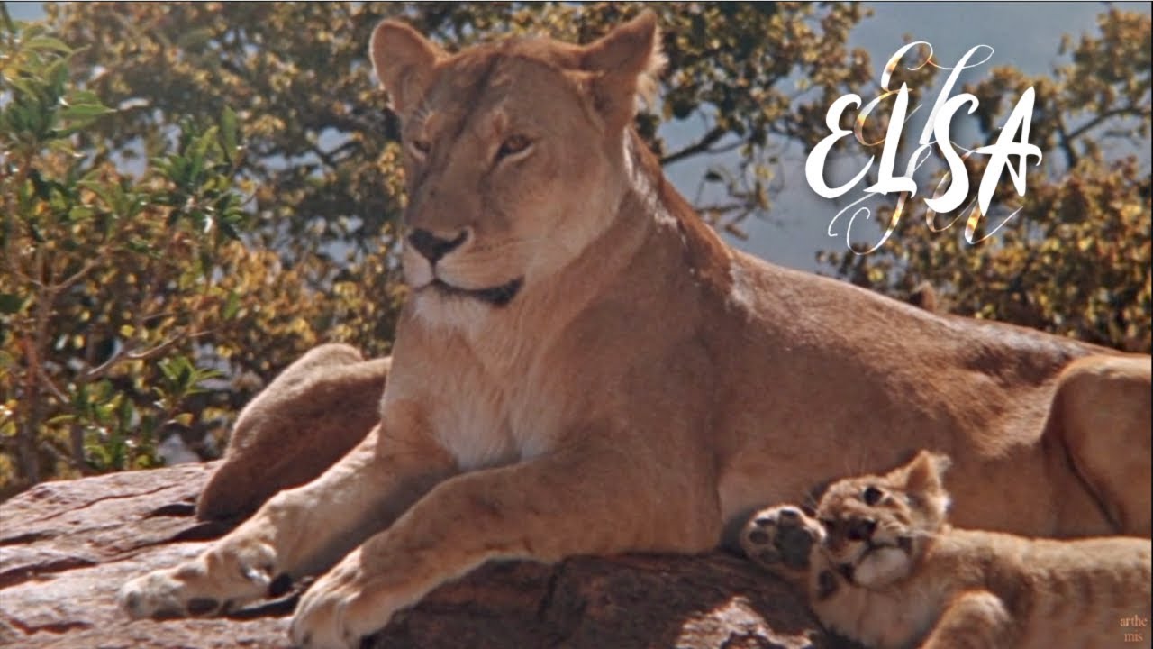 [FMV] born free (1966) | elsa's story - YouTube