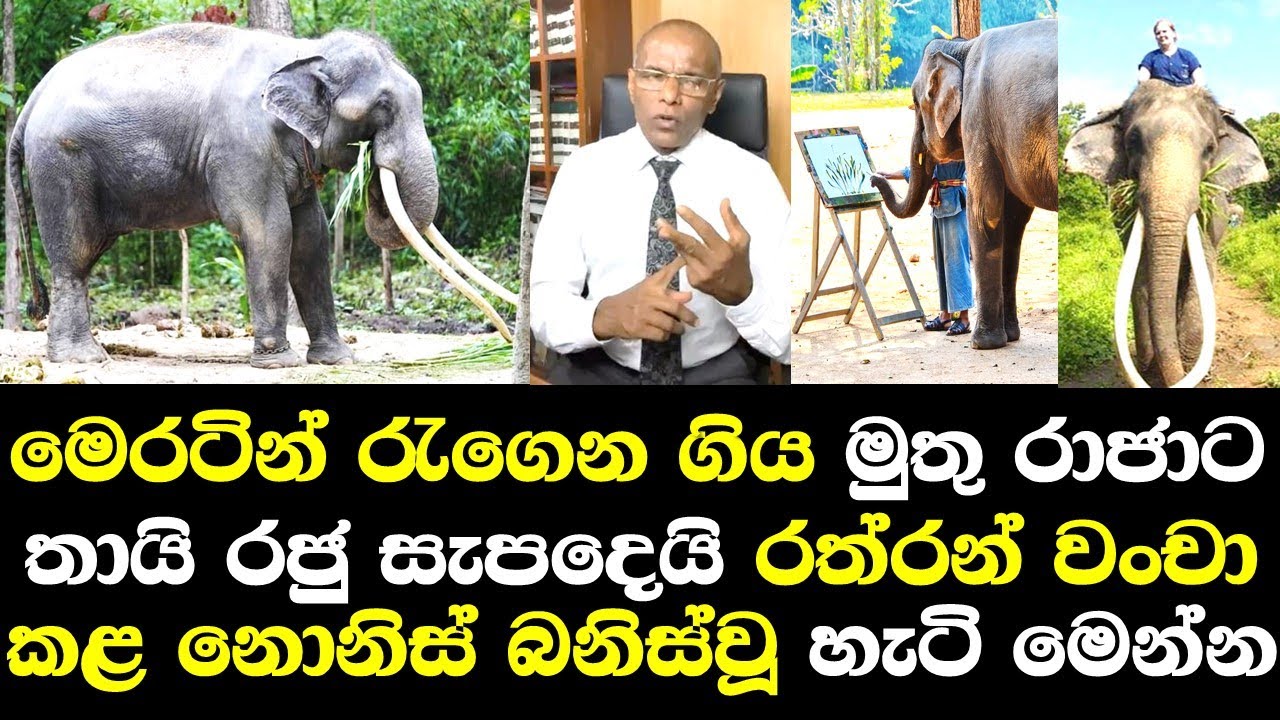 මෙරටින් රැගෙන ගිය මුතු රාජාට තායි රජු සැපදෙයි රේගුවේ හොර නොනිස් ...