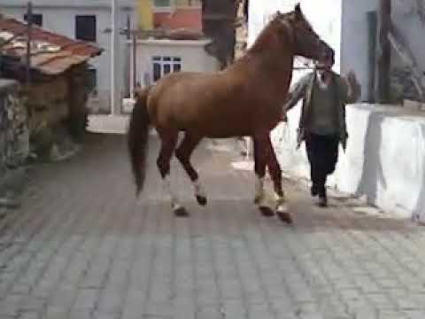 Ormana'da Rahvan At, Alabacak