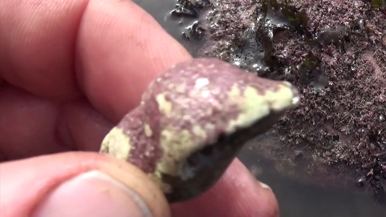 Rocks, Shells ,Treasure ! Lunar Eclipse Low Tide Beach Combing part 1 ...