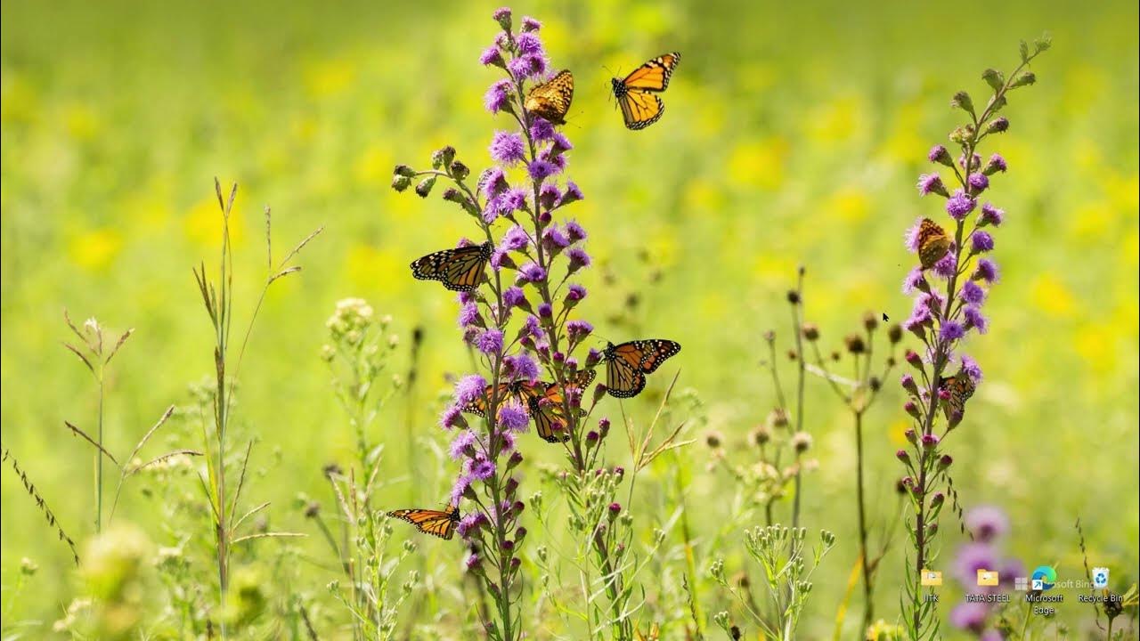 Lec-4 Naive Bayes - YouTube