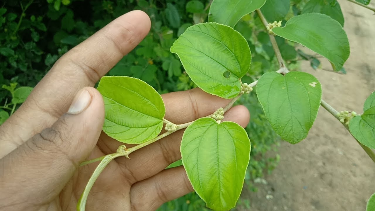 ఈ ఒక్క మొక్క గురించి తెలుసుకుంటే చాలు జీవితంలో మీకు తిరుగుండదు || Regu ...