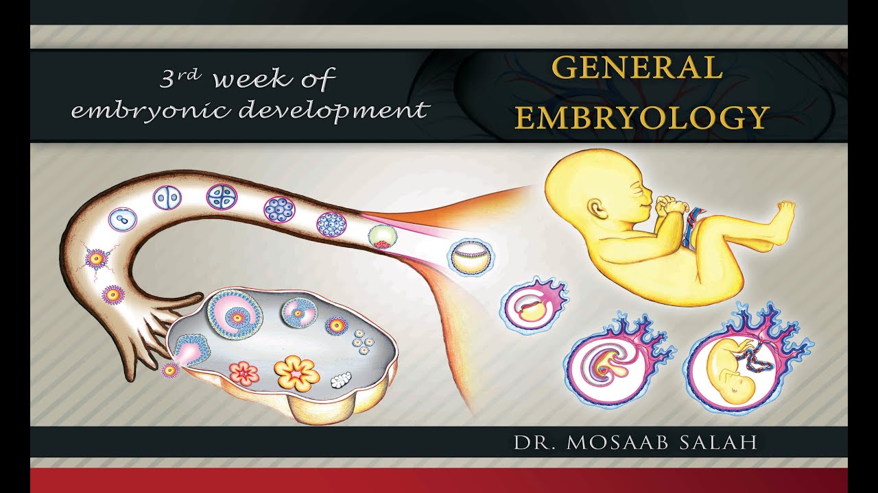 General Embryology (3rd week of embryonic development) - YouTube