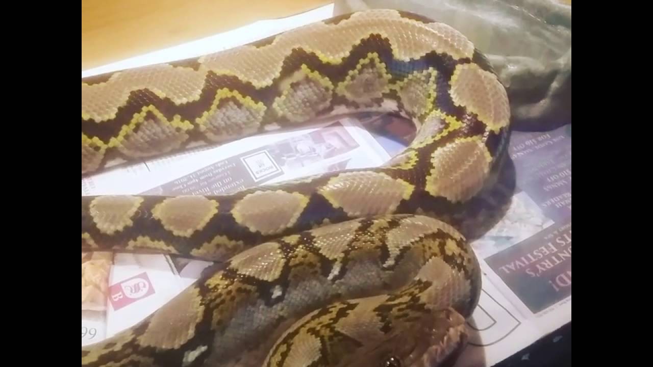 Reticulated Python Feeding - YouTube