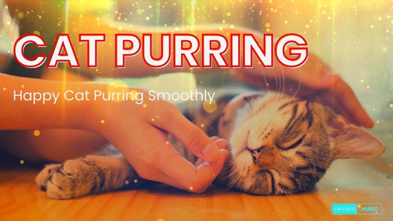 Natural Cat Purring Sound Music for Stressed and Anxious Cats (44 Hz ...