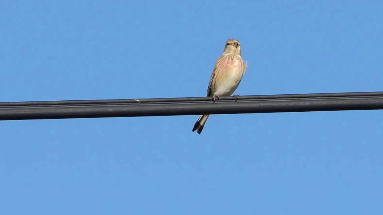 Kenderike (Carduelis cannabina) / Common Linnet másolata - YouTube