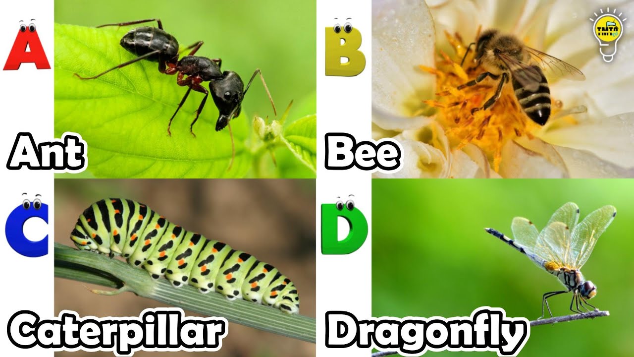 Abc Insect Song | A to Z Insects Song | Insects Alphabet song | Phonics ...