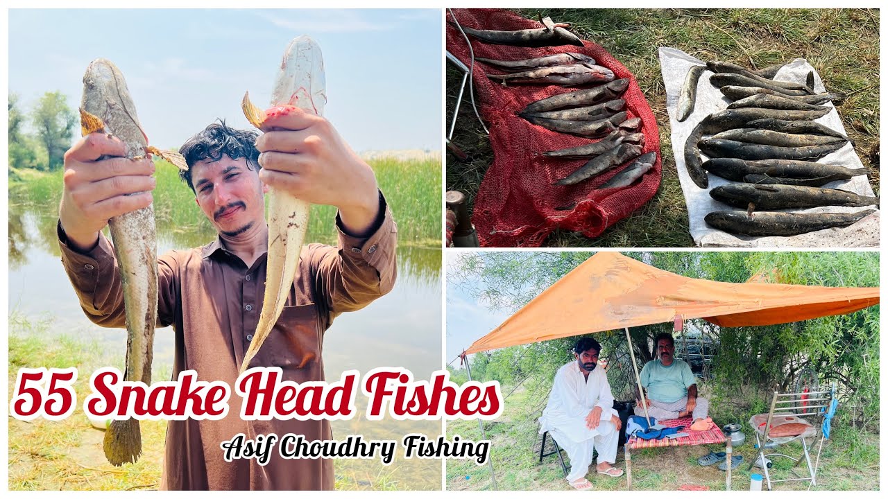 Snake Head/Maral fishing at the best - YouTube