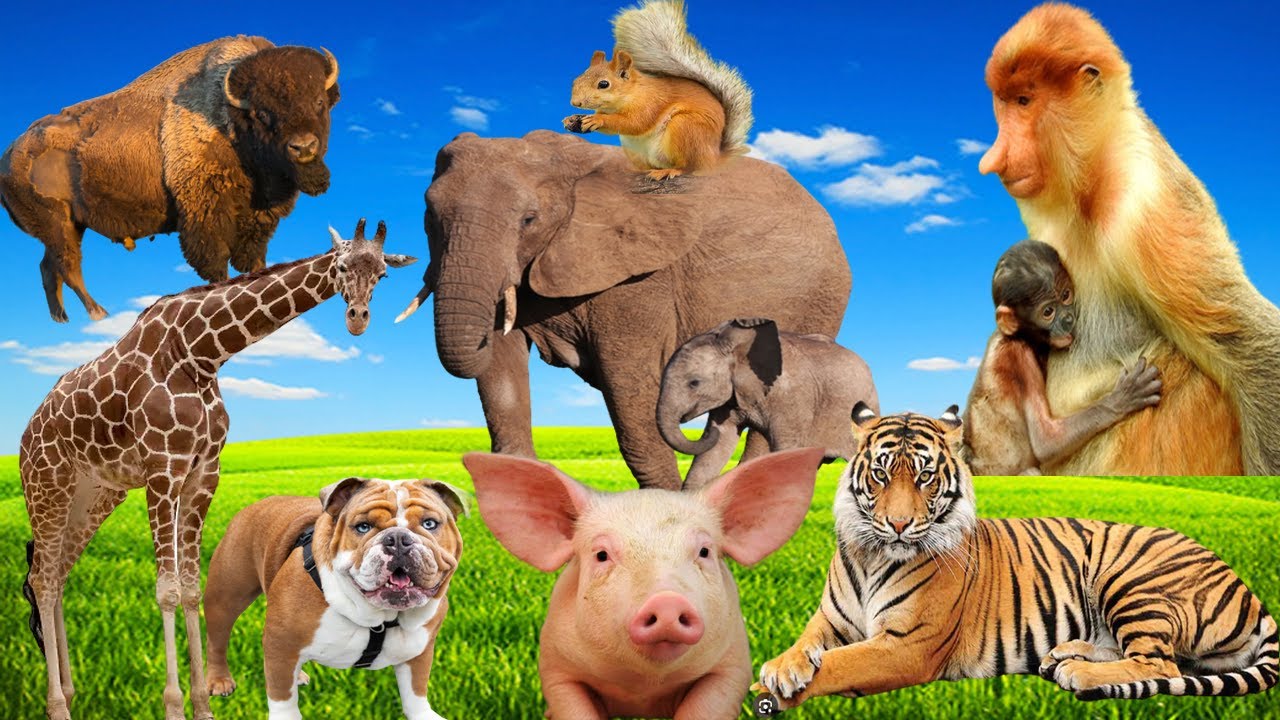 Amazing Scene of Wild Animals : Elephant, Bonobo,Bush pig,Vervet Monkey ...