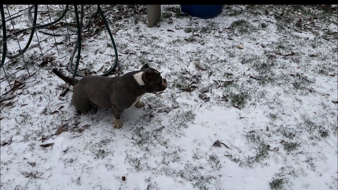 Dogs first time out in the snow 🥶 - YouTube