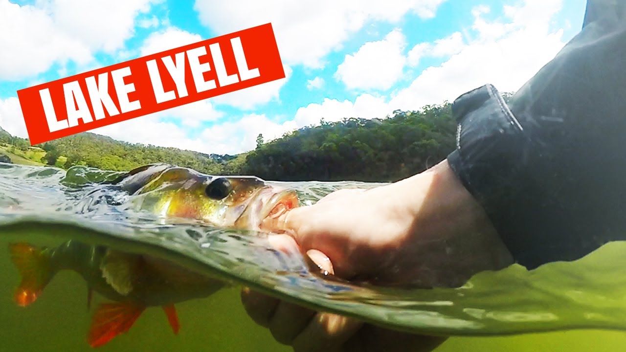 Big Trout and Redfin on Sydney's doorstep! (Lake Lyell has it all ...