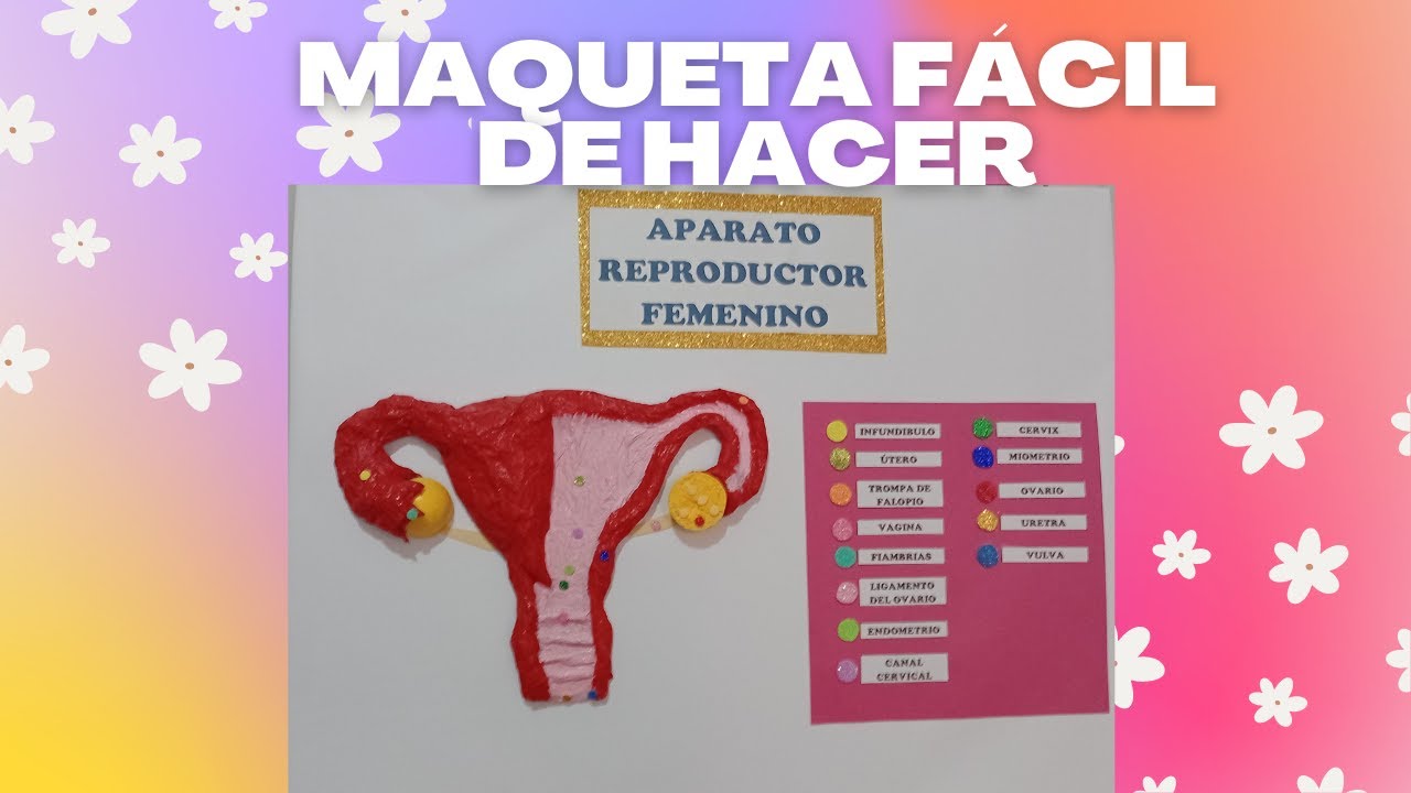 Maqueta sistema reproductor femenino fácil ♻🤩MVRC♻ - YouTube