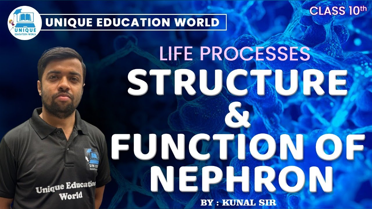 Structure and Function of NEPHRON (Class 10th) | Life Processes | Full ...