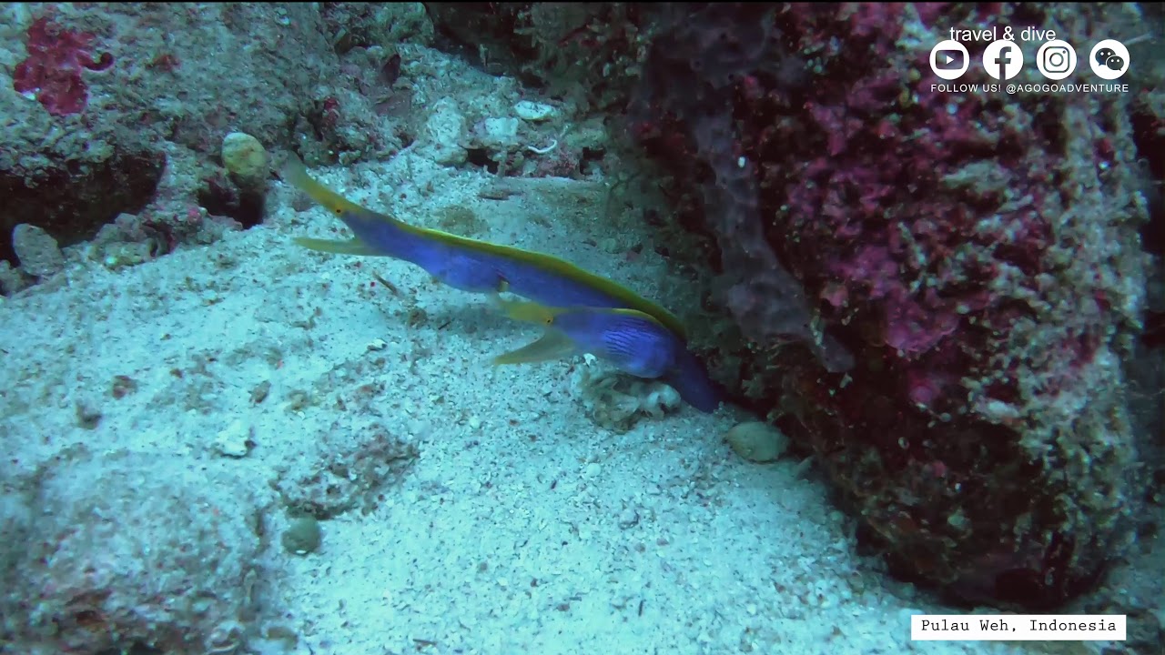 Blue Yellow Ribbon Eel in Pulau Weh Scuba Diving - YouTube