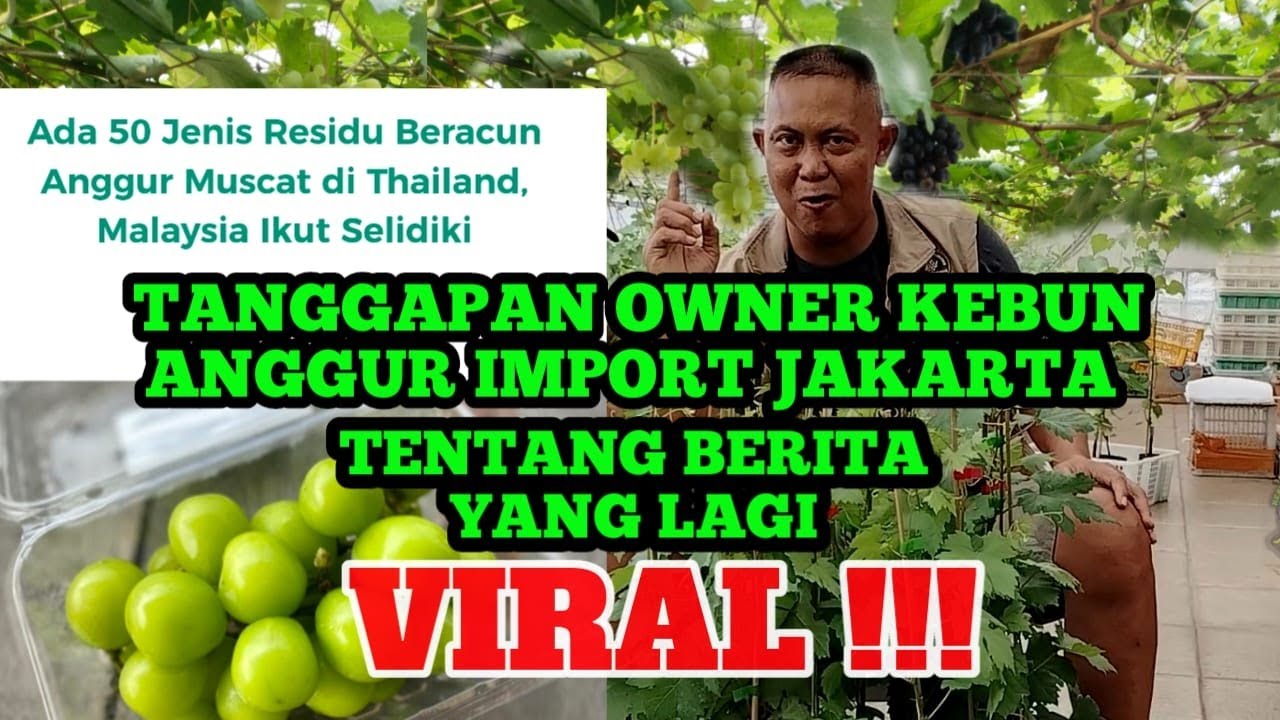 VIRAL !!! ANGGUR IMPORT SHINE MUSCAT BERBAHAYA?? BENARKAH??? - YouTube