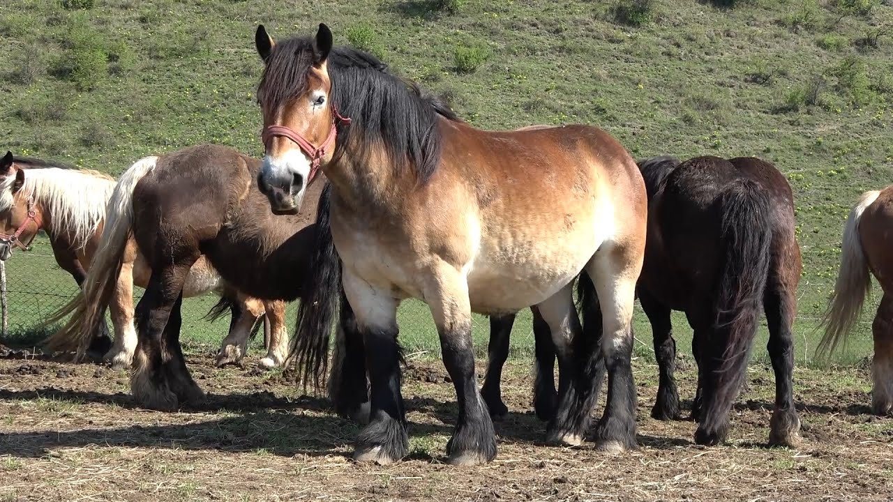 Caii lui Nea' Costel de la Cluj ep. 177 - 2024 Nou!!! - YouTube