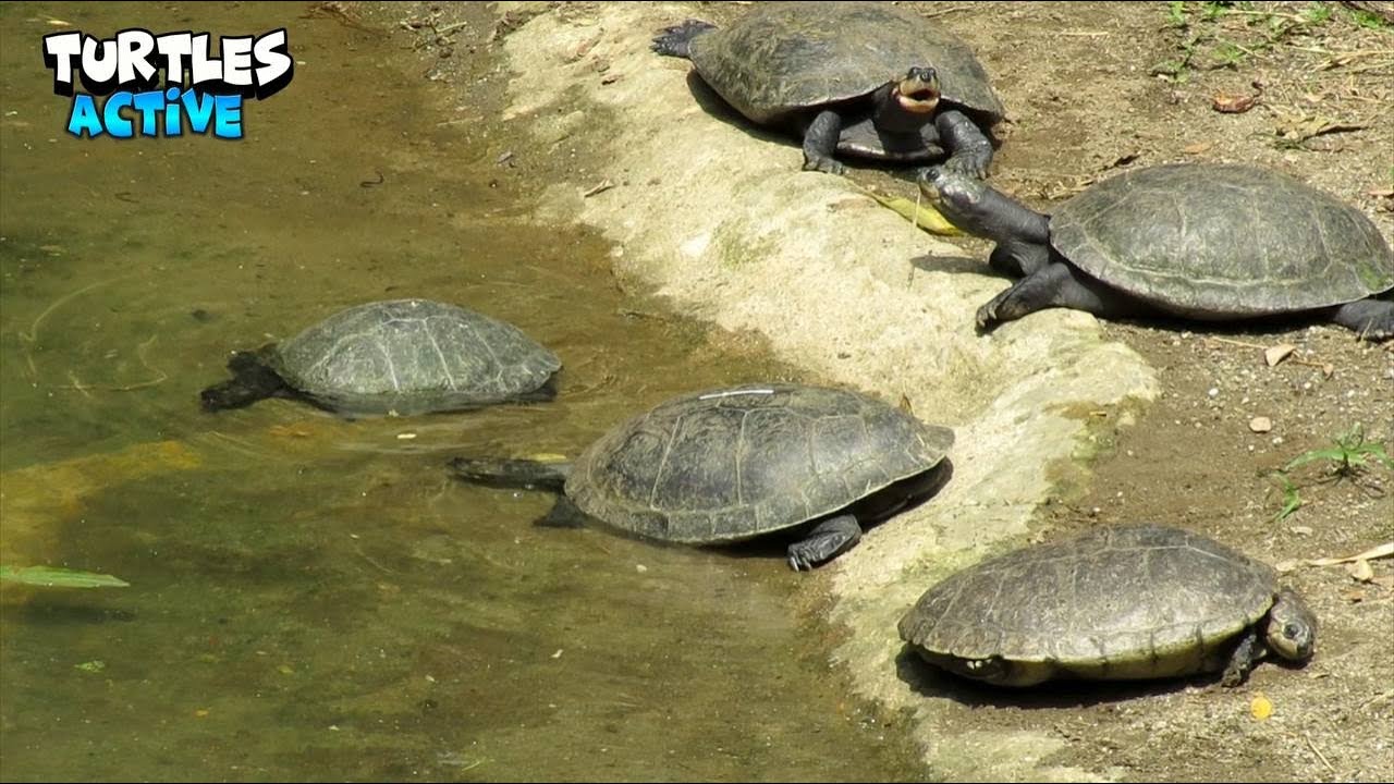 Turtles Gathering Together To Exchange Love - YouTube