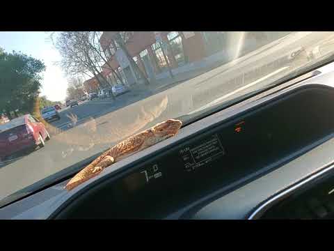 Bearded Dragon rides in the car! | Taking my lizard outside | Reptilian Brazilian
