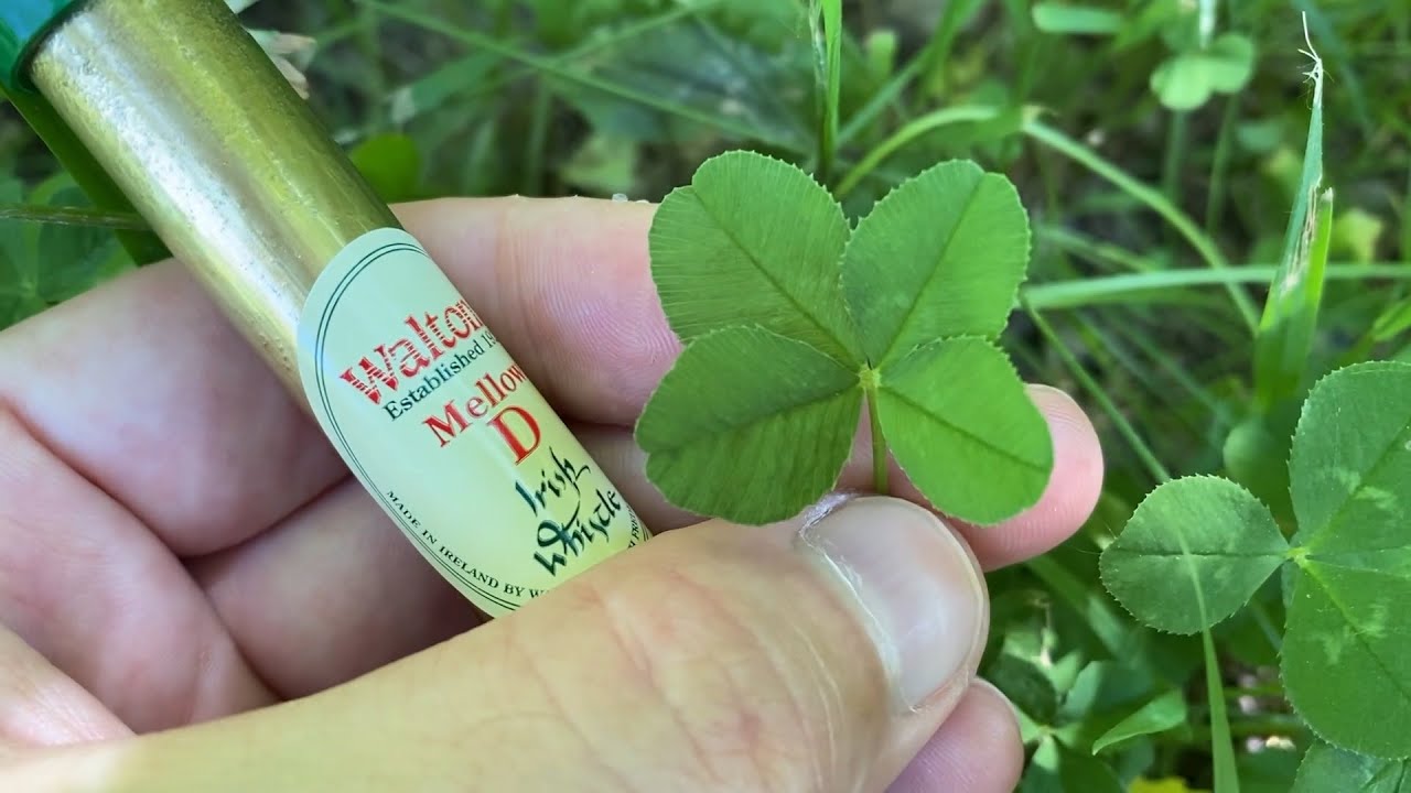 Four Leaf Clovers🍀for a Happy St. Patrick's Day - YouTube