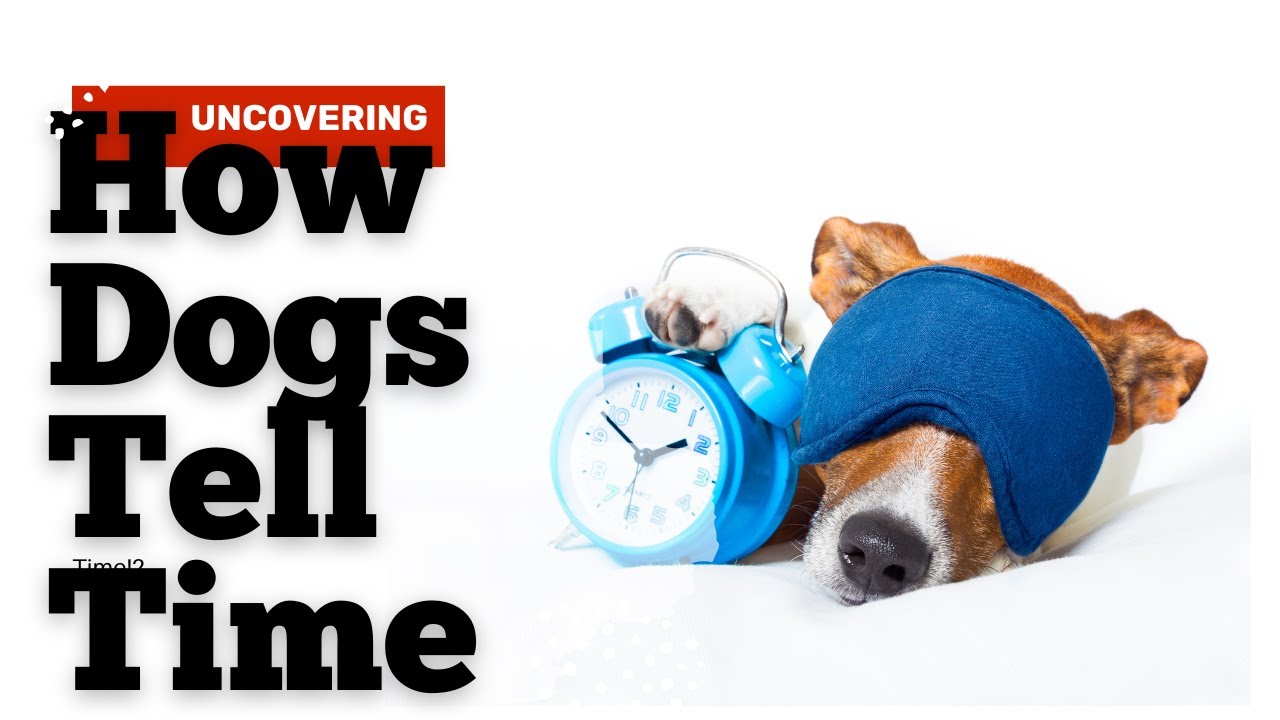 Uncover the Secret: How Dogs Tell Time! - YouTube