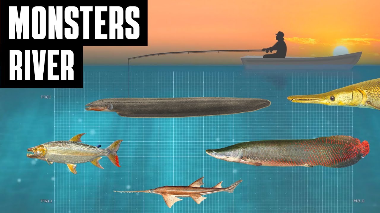 Largest River Monster Fish | Size Comparison - YouTube
