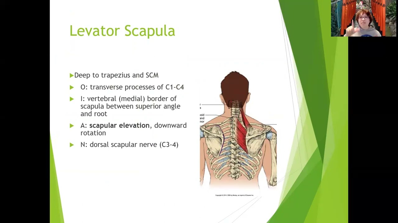 Chapter 4 Shoulder Complex Muscles Scapular Elevators - YouTube