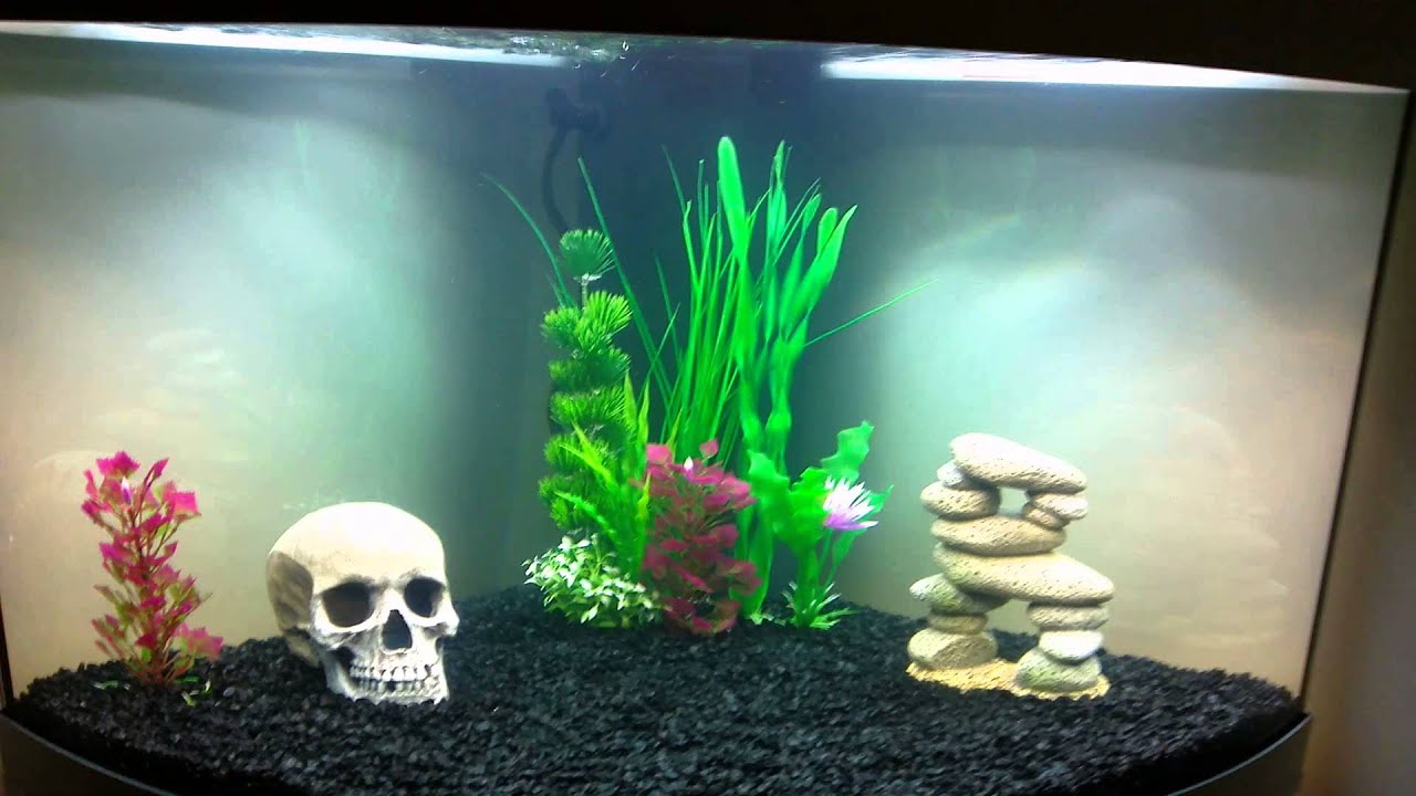 My Juwel trigon 190 fish tank - YouTube