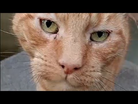 Rufus the Old Ginger Tabby Cat - YouTube