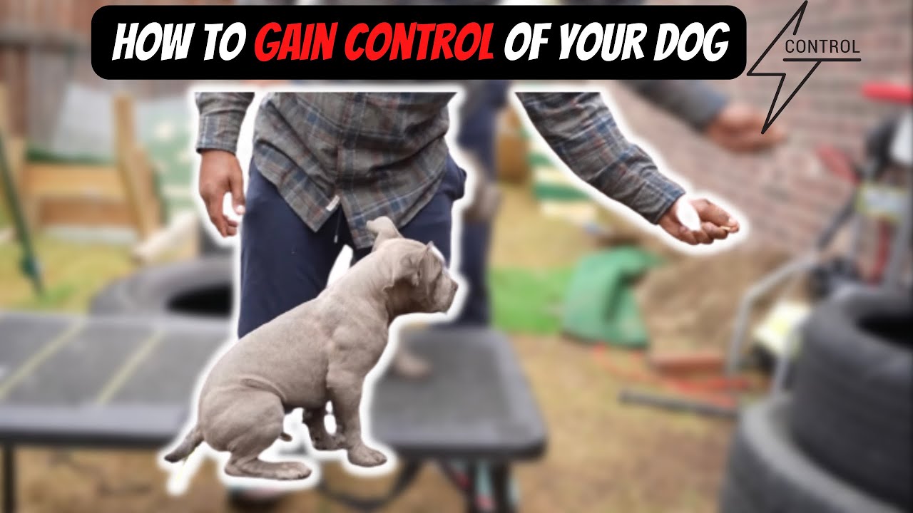 How to gain control of my hyper dog - YouTube