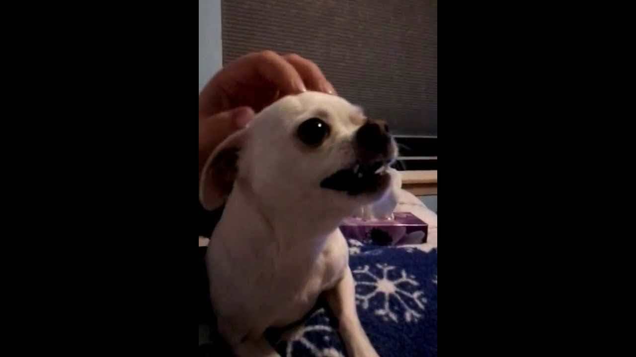 Churro the Demon Chihuahua! - YouTube