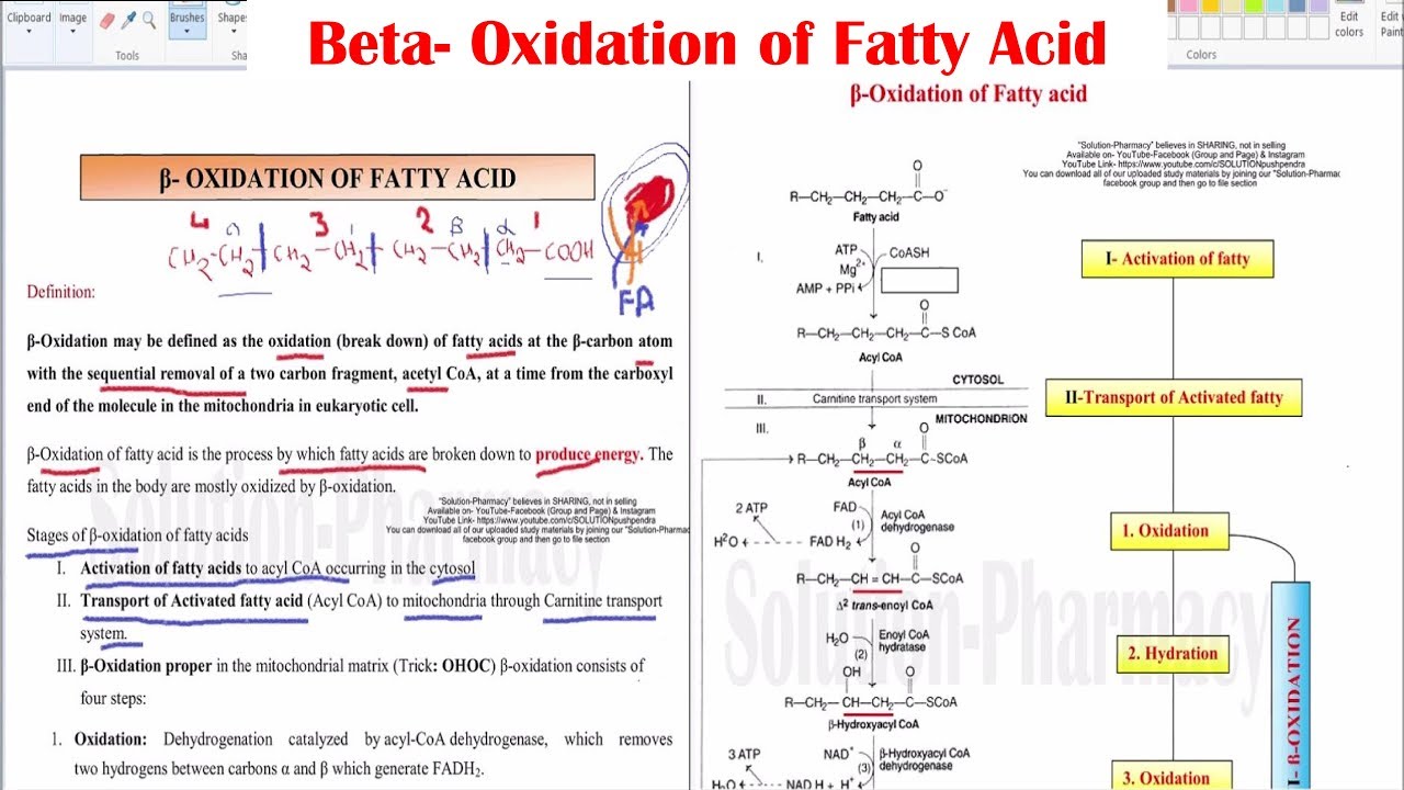 Beta Oxidation of Fatty Acid (Detail explanation with Easy Trick to ...