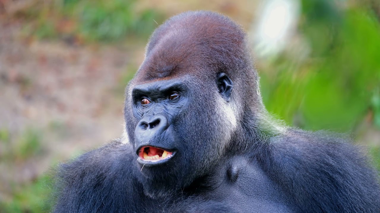 Silverback Gorilla Eating | 4K VIDEO - YouTube