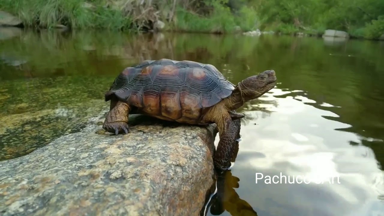 Desert tortoise goes for a swim - YouTube