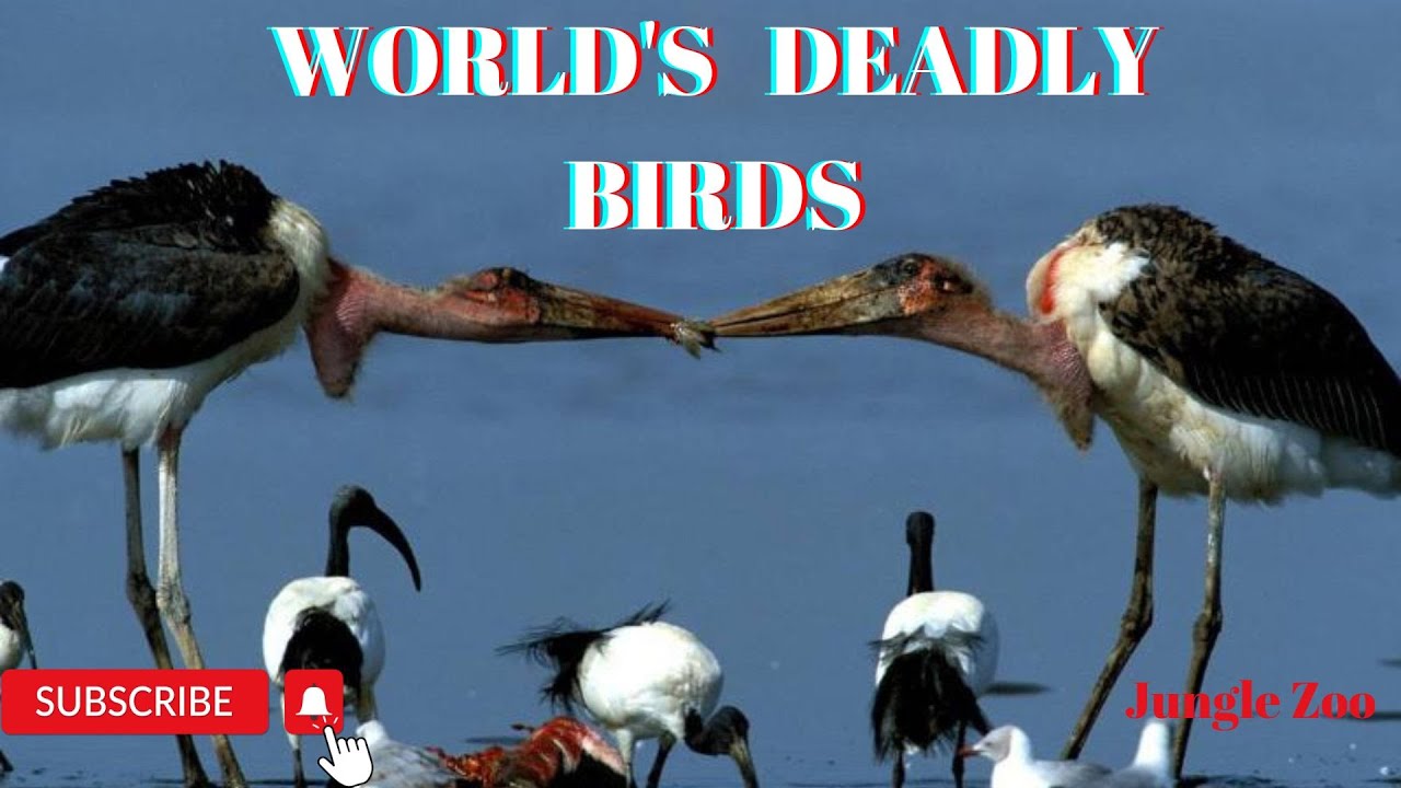 WORLD'S DEADLY BIRDS. - YouTube