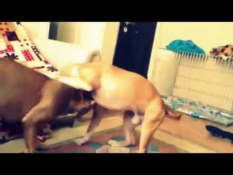 Pitbull fight + 18 Chaki Teaches Basic Fighting Techniques