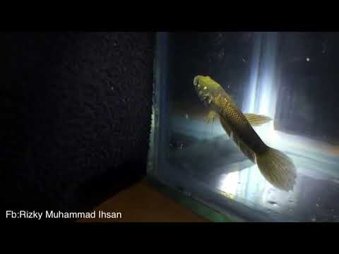 Betta patoti gold tanah grogot action - YouTube