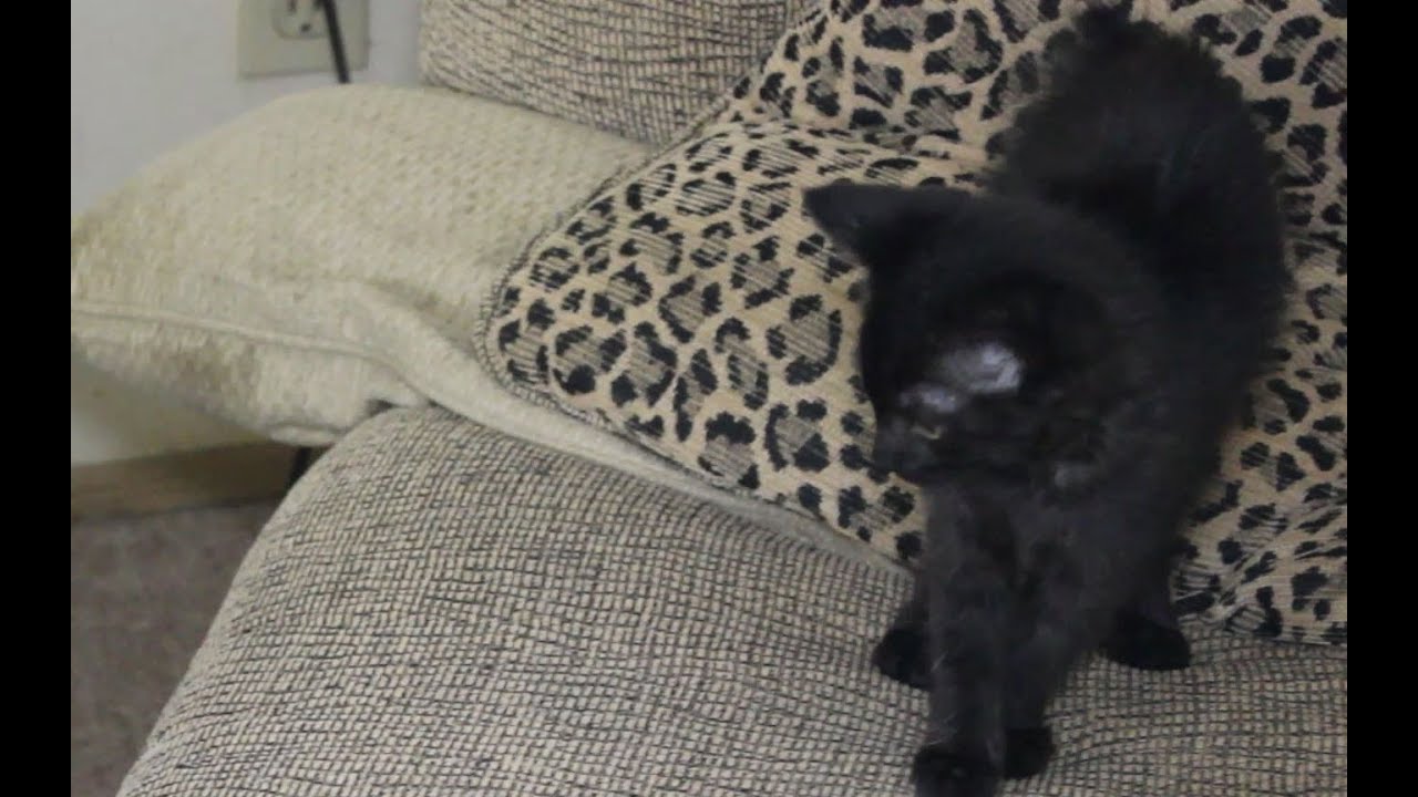 You're the Weirdest Cat I've Ever Seen - YouTube