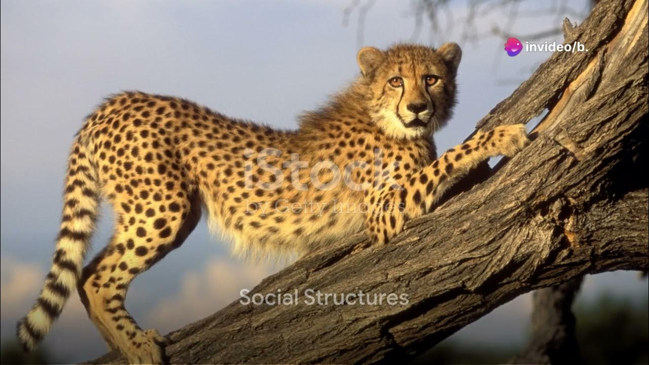 Speed and Stealth: Top 5 Fascinating Cheetah Facts #animals #bigcats ...