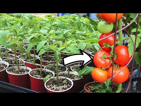 How To Take Care Of Beefsteak Tomato Plant