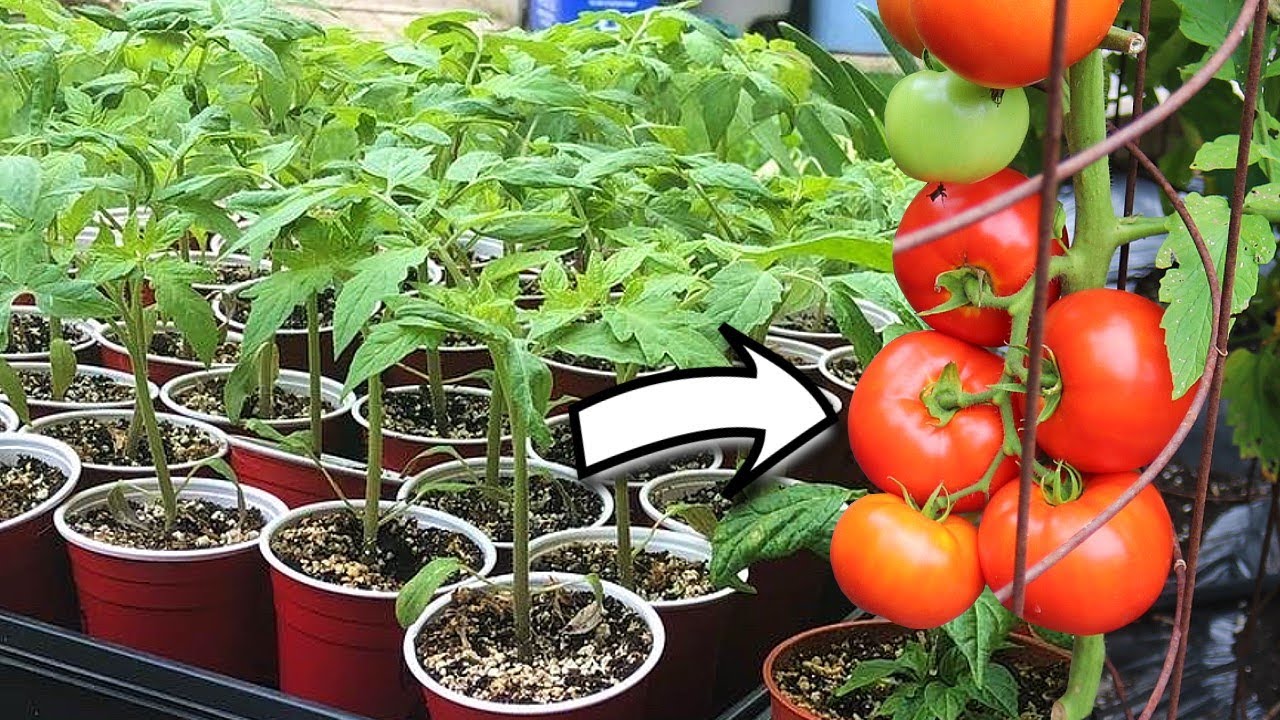 How to Grow Big Beef Tomatoes (Perfect Beefsteaks SEED to HARVEST ...