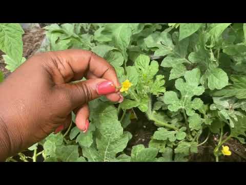 Hand pollinating Sugar Baby watermelon 🍉 #handpollination # ...