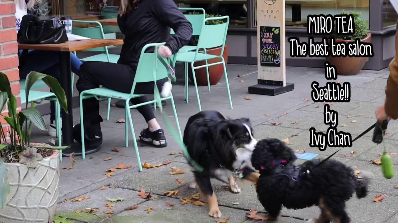 MIRO TEA one of the Best Tea Salons in Seattle - YouTube