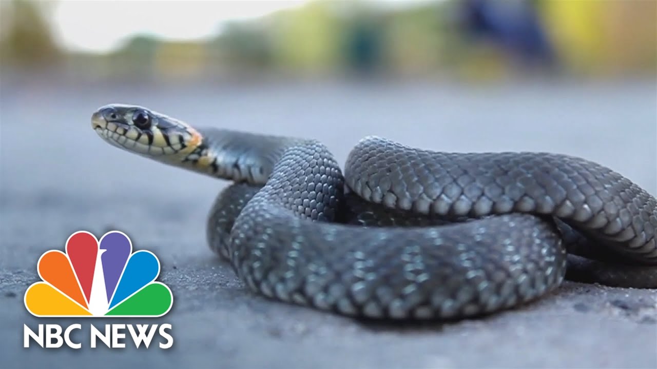 Rerouting For Reptiles: Snake Migration Stops Traffic On Illinois Road ...