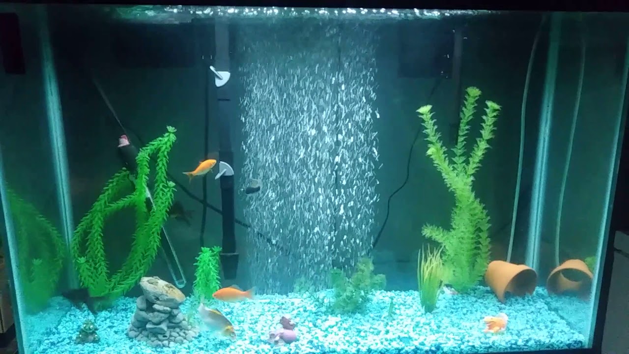 45 Gallon Tall Aquarium - YouTube