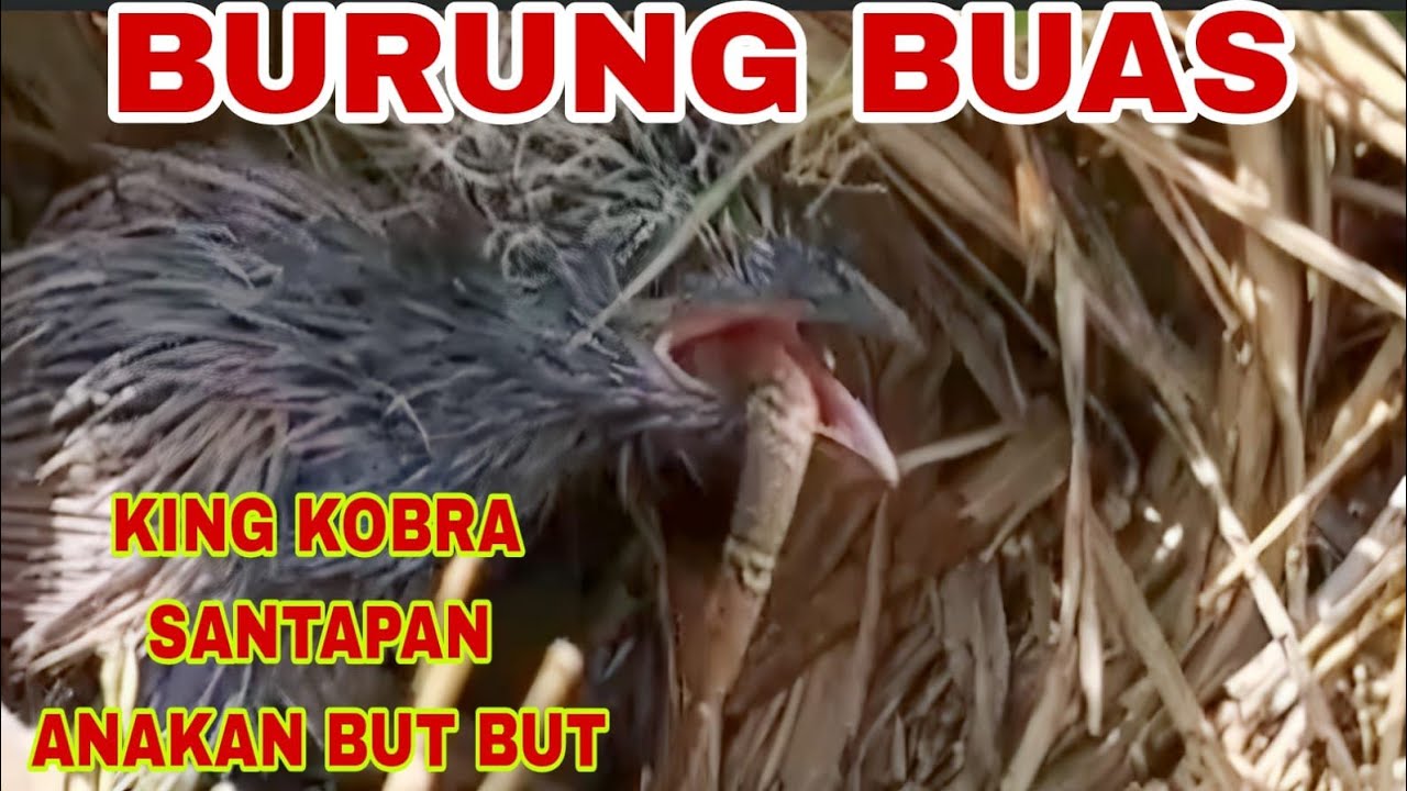GAWAT || KING KOBRA PUN JADI SANTAPAN LEZAT ANAKAN BURUNG BUT BUT - YouTube