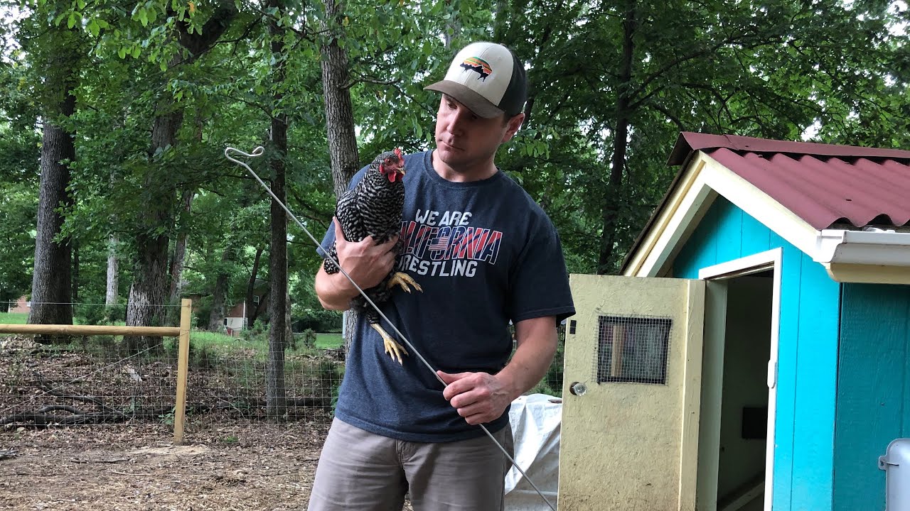 PREMIER ONE Poultry Hook Review and HOW TO Trim chicken feathers! - YouTube