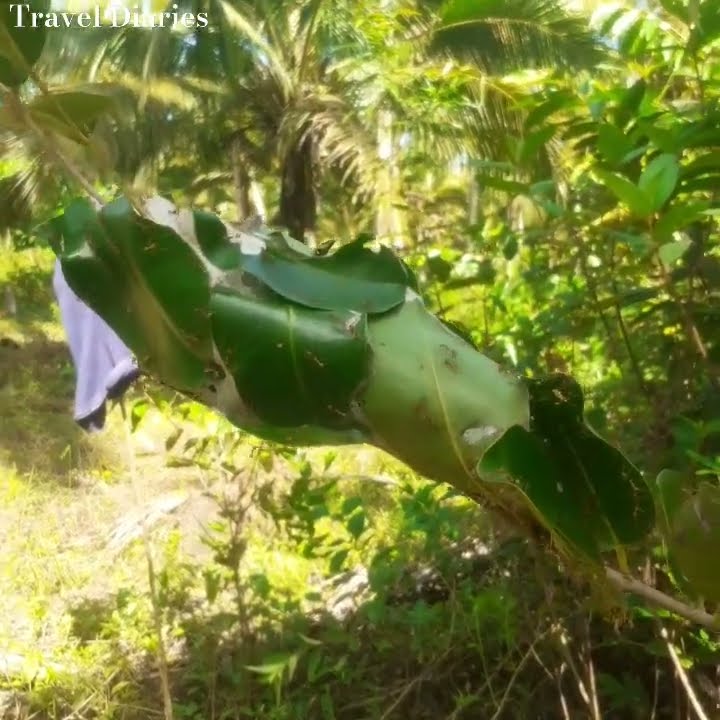 Anong tawag nito sa inyo? #ants #nature #travel #plants #explore - YouTube