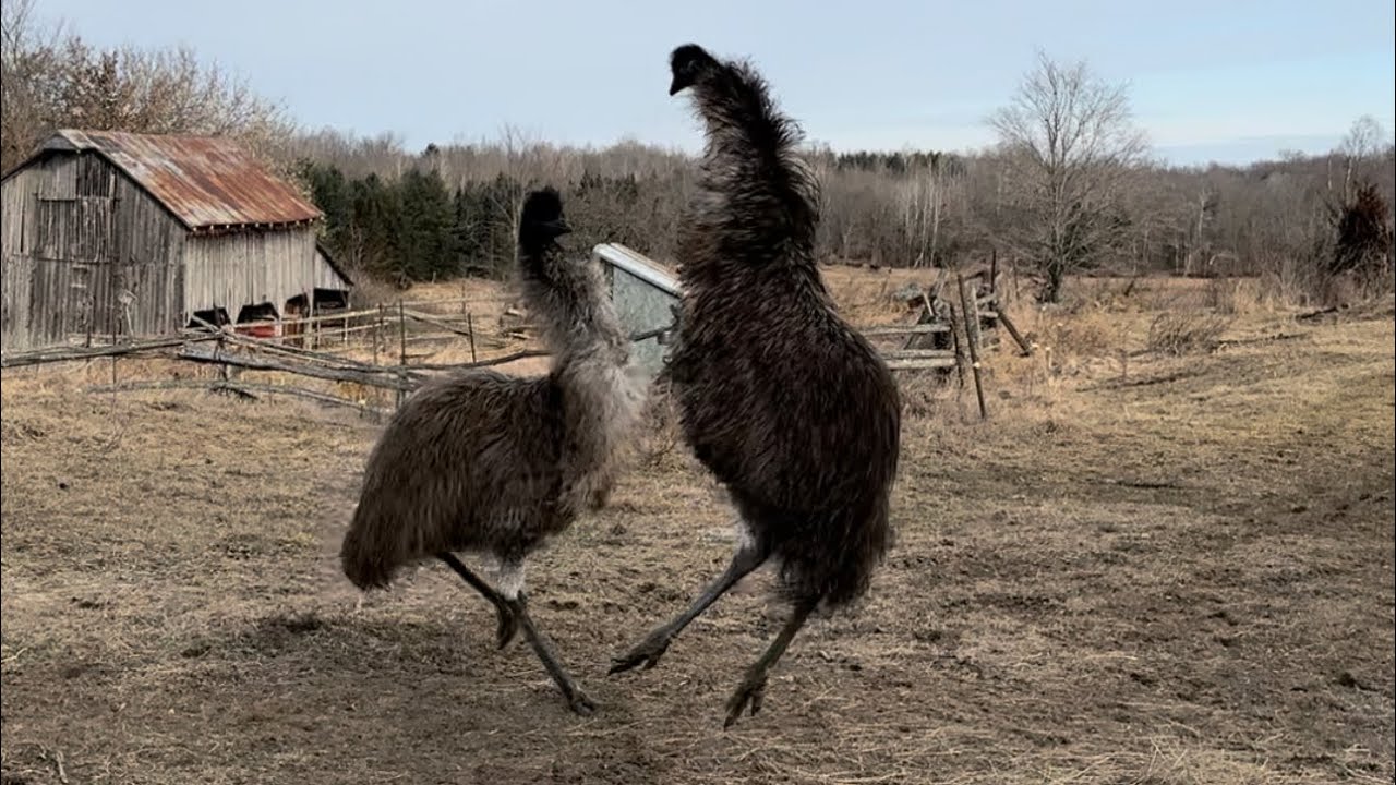 2024 Useless Farm Oscars - YouTube