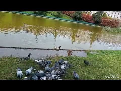 in stangi e' Antre e uccelli